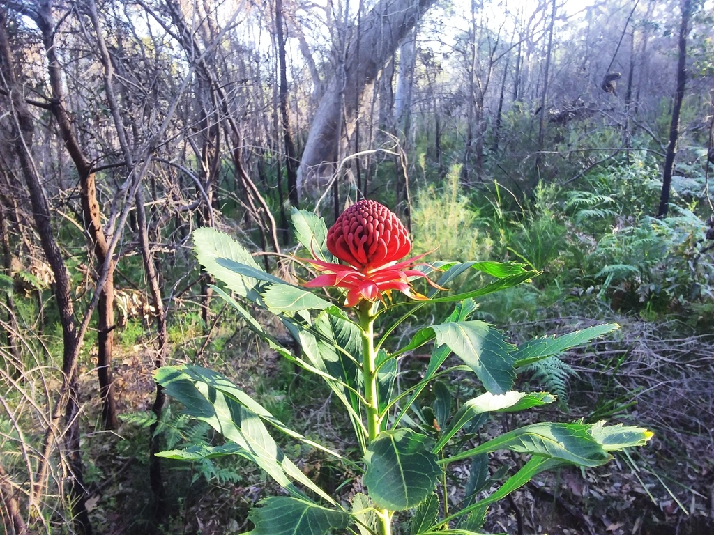 Waratah (Telopea speciosissima) - Botanical Realm