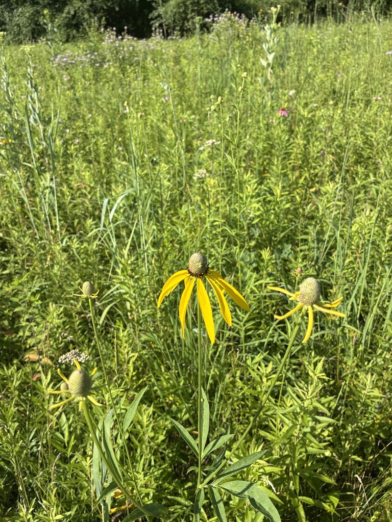 grey-headed coneflower from Wright State University, Fairborn, OH, US ...
