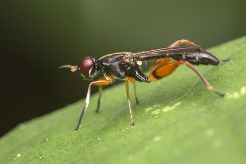 Genus Texara · iNaturalist