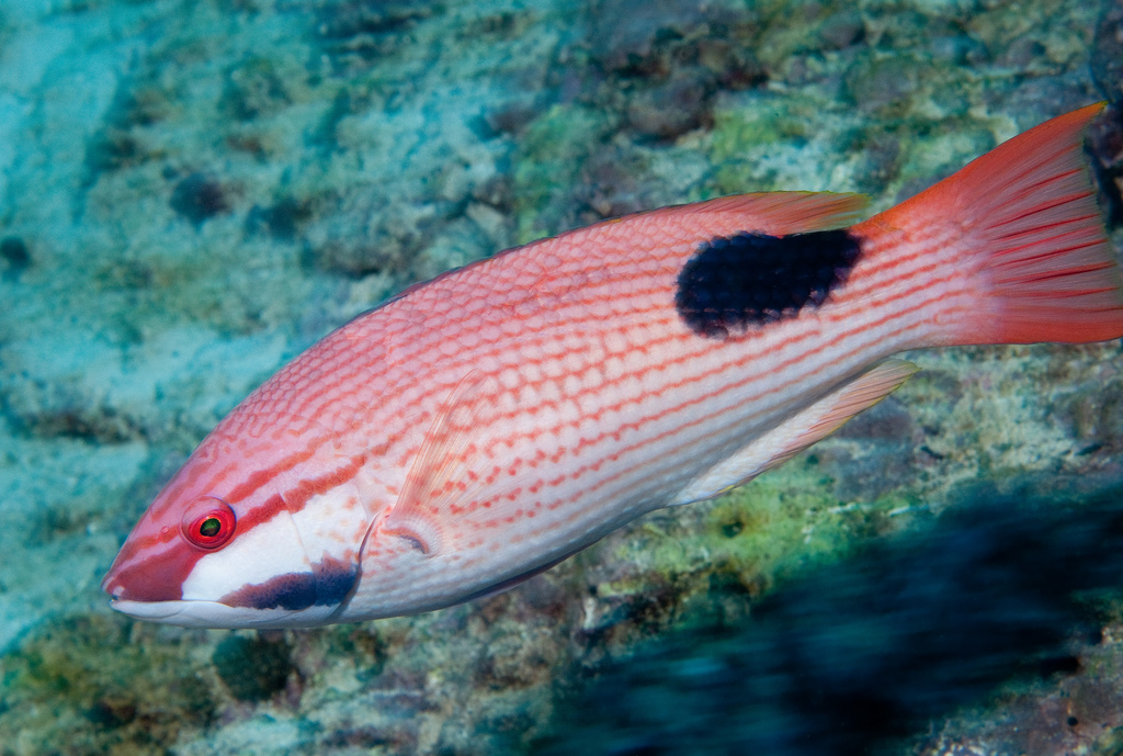 Saddleback Hogfish (Saltwater Fish of the Indo Pacific) · iNaturalist