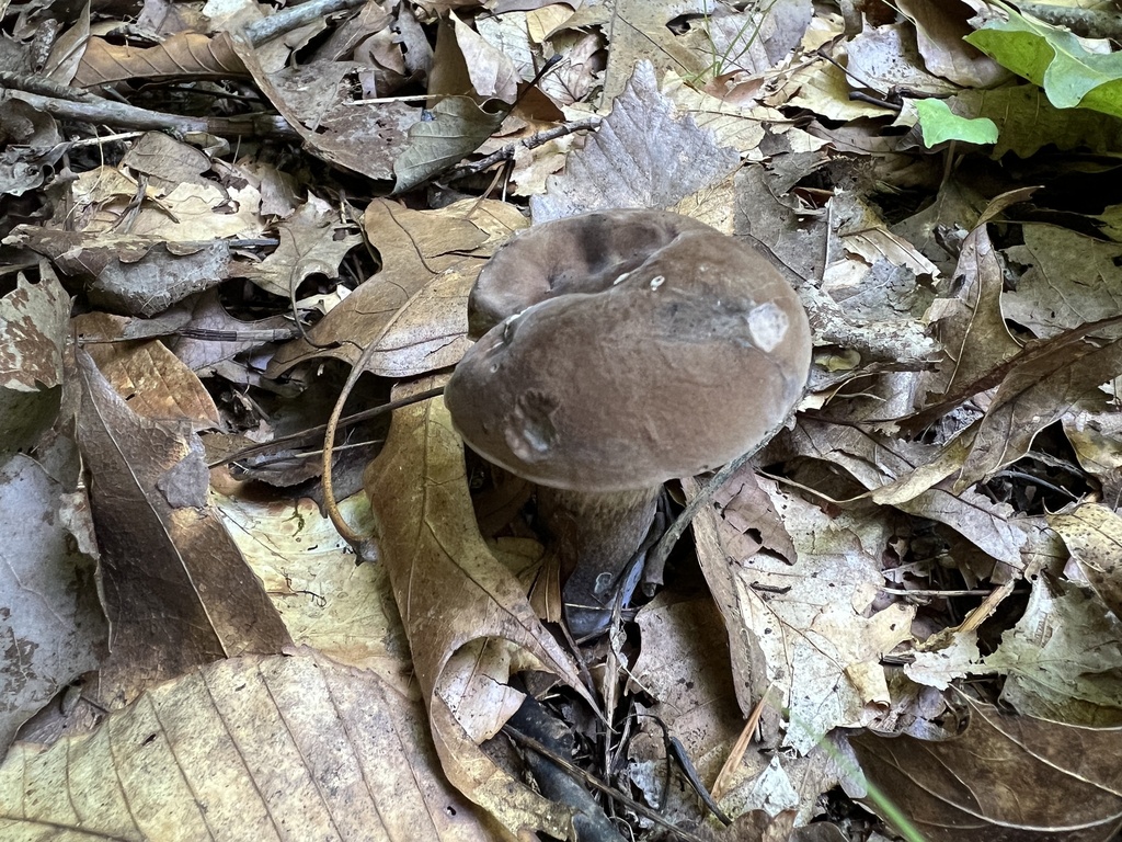 Black Velvet Bolete from Albert Johnson Rd, Nashville, IN, US on July 4 ...