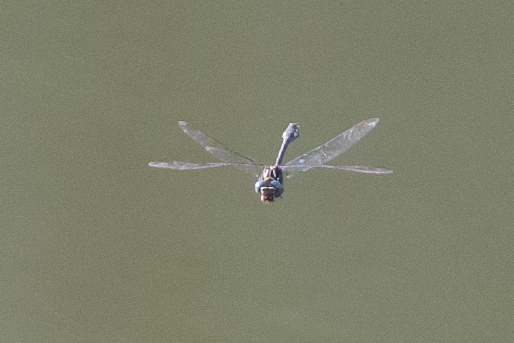 Arrow Clubtail from Armleder Park on October 01, 2019 by lundbergj ...