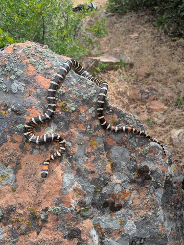 Utah Mountain Kingsnake (Lampropeltis pyromelana infralabialis ...