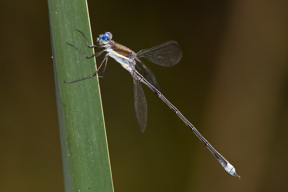 Great Spreadwing (Dragonflies and Damselflies of Alabama) · iNaturalist