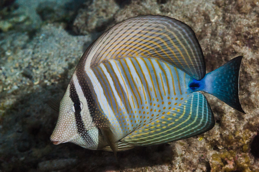 Surgeonfishes, Tangs, and Unicornfishes (Acanthuridae) - Marine Life ...