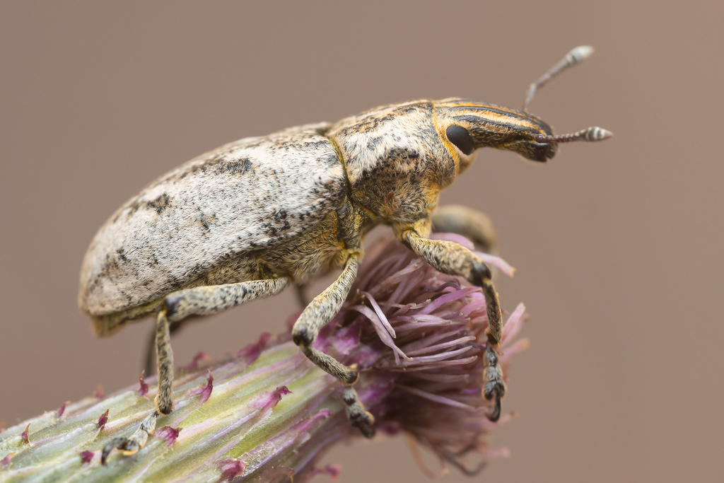 Large Thistle Weevil from Norfolk, UK on June 28, 2025 at 10:51 AM by ...