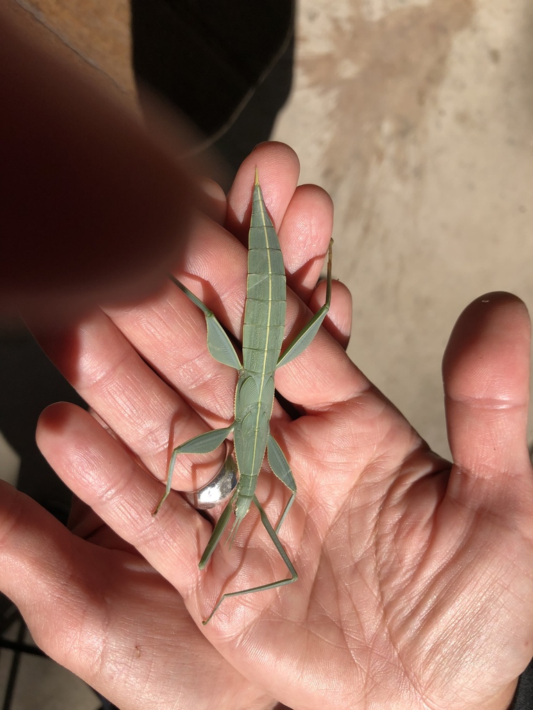 Children’s Stick Insect from Mt Coot-tha Forest, Mount Coot-Tha, QLD ...