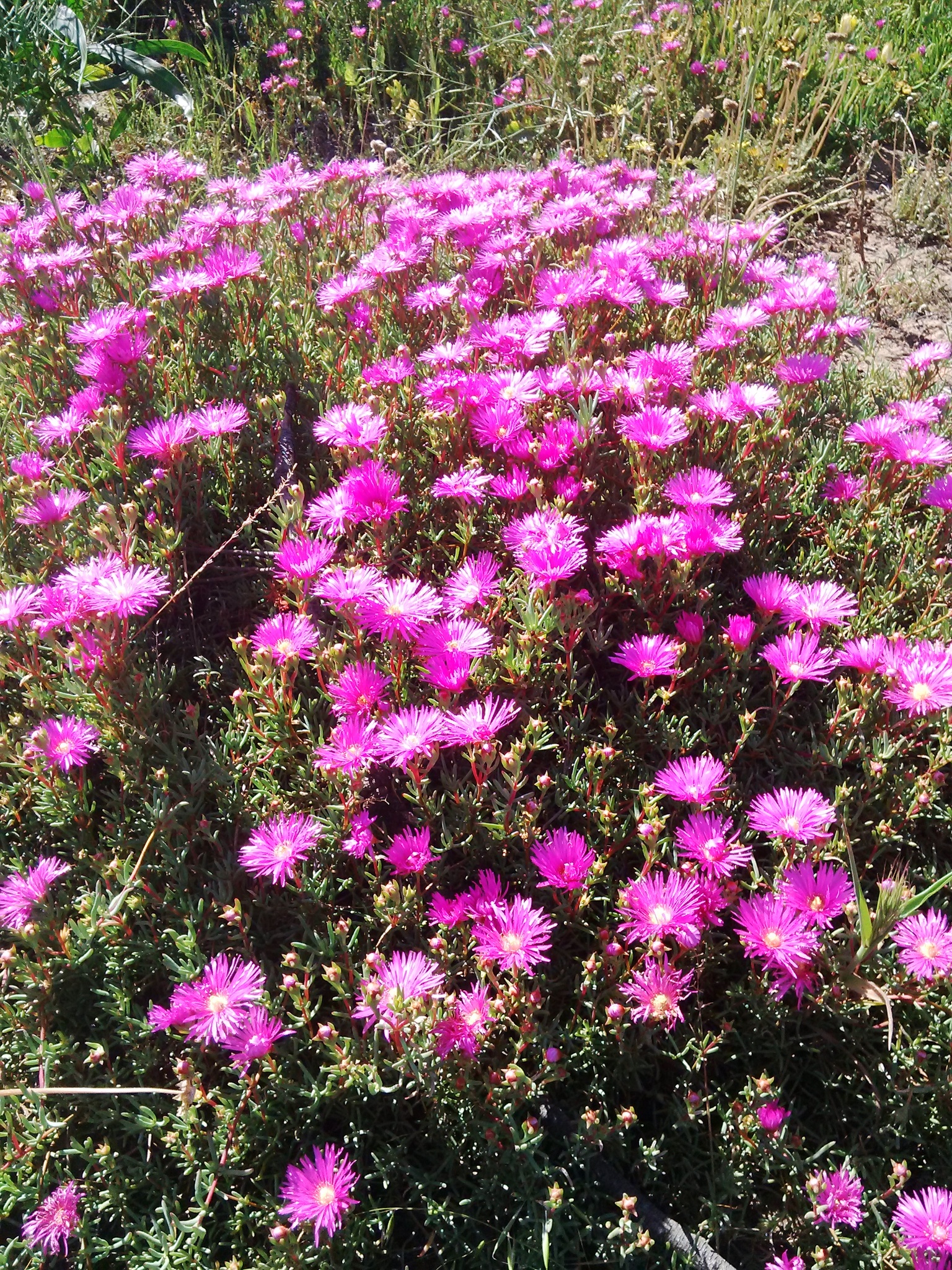 Lampranthus tenuifolius (L.) N.E.Br.