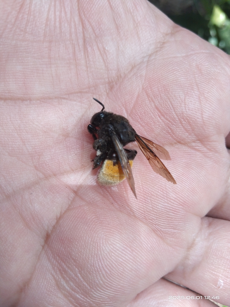 Eulaema polychroma from Jalapa, Guatemala on June 1, 2025 at 12:46 PM ...