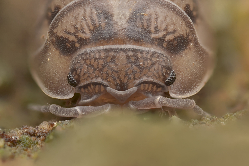 Nosy Pill Woodlouse in July 2025 by Timothy Lindsey. Stacked from 49 ...