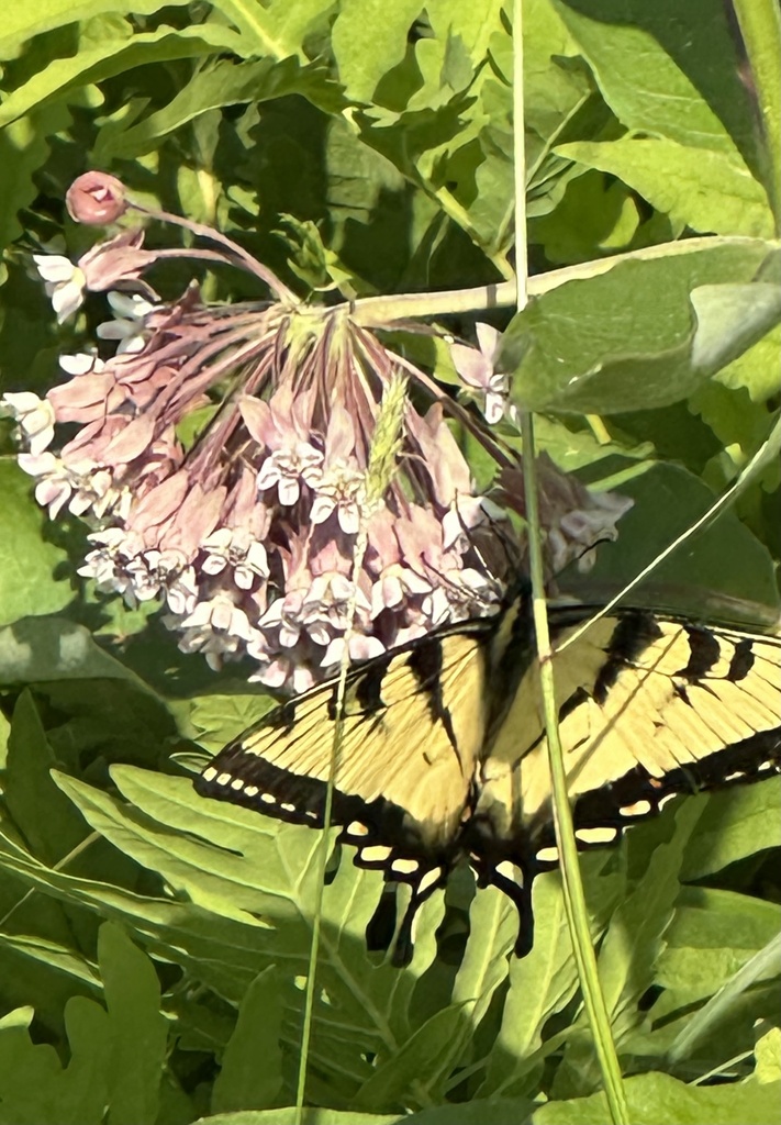 Midsummer Tiger Swallowtail from Cranberry Meadow Pond Trail ...