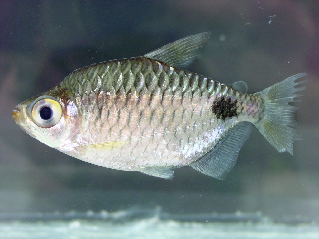 African Tetras (Alestidae) - Marine Life Identification