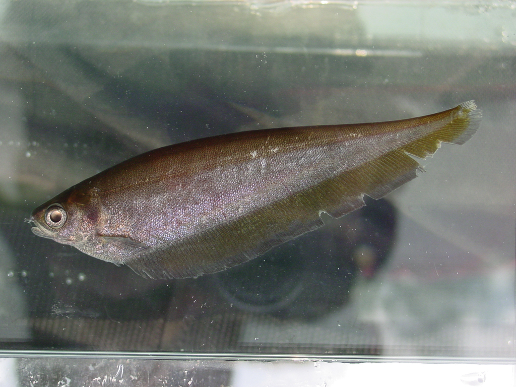 African Brown Knifefish from Mbomo, Republic of the Congo on August 24 ...