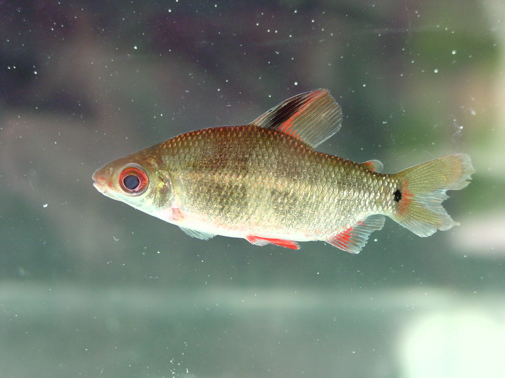 Distichodus from Mbomo, Republic of the Congo on August 24, 2002 at 11: ...