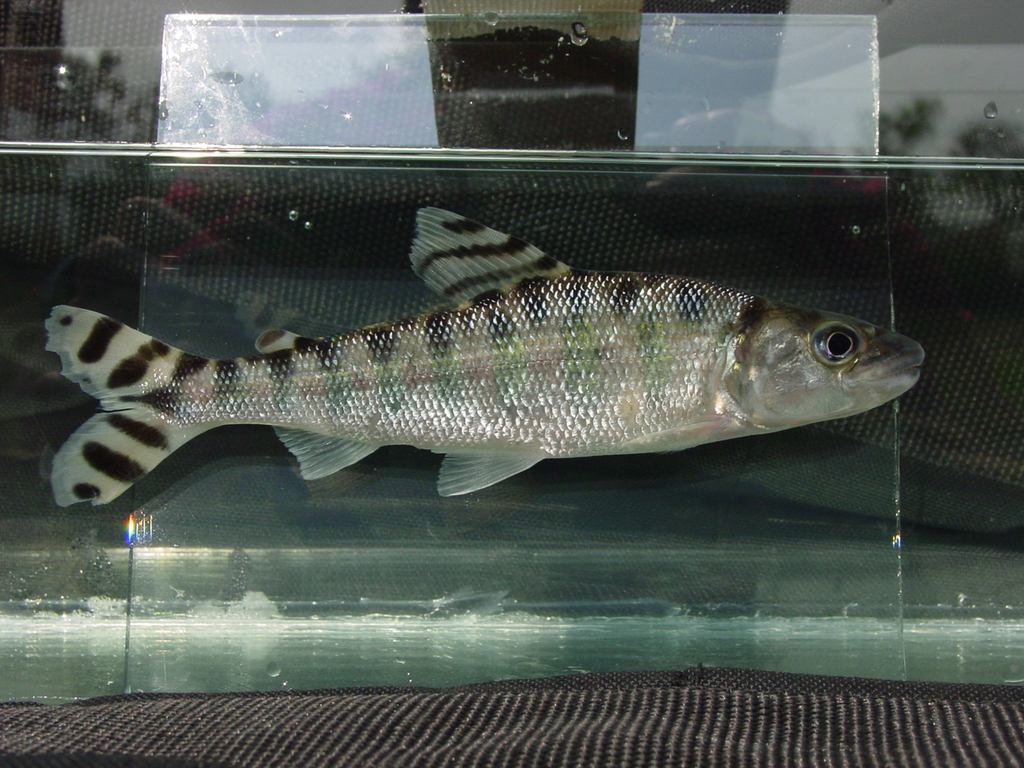 Eugnathichthys from Mbomo, Republic of the Congo on August 25, 2002 at ...