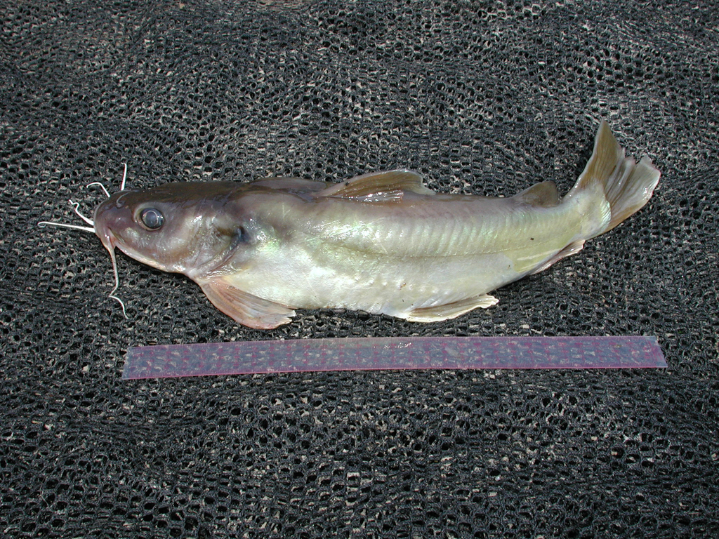 Kamba from Mbomo, Republic of the Congo on August 9, 2002 at 10:27 AM ...