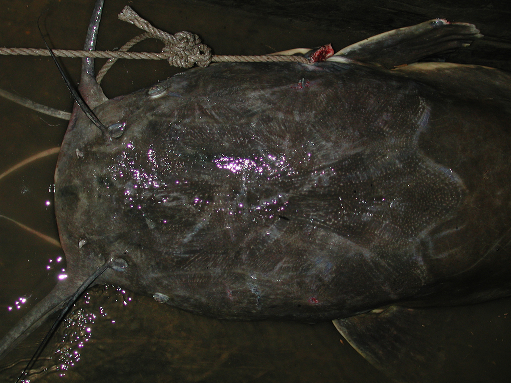 Vundu (Heterobranchus longifilis) - Marine Life Identification