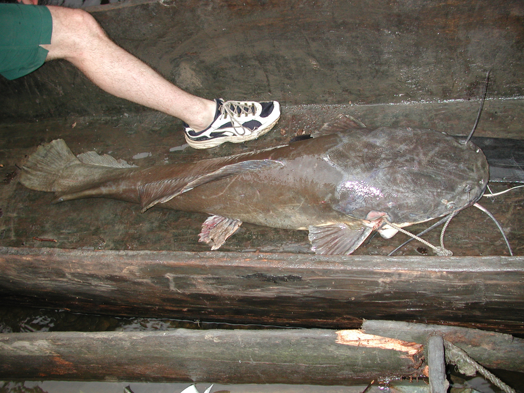 Vundu from Mbomo, Republic of the Congo on August 11, 2002 at 08:58 AM ...