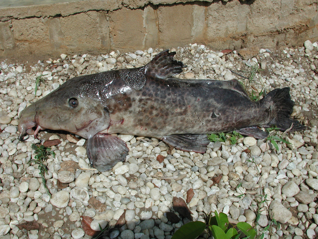 Giraffe catfish (Auchenoglanis occidentalis) - Marine Life Identification