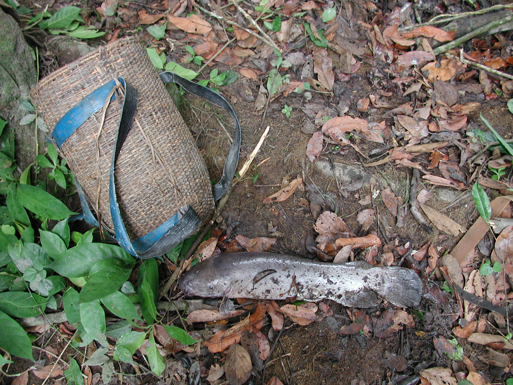 Malapterurus from Mbomo, Republic of the Congo on August 22, 2002 at 10 ...