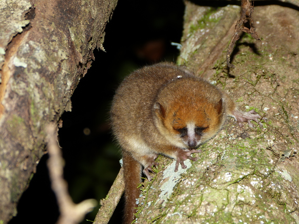 Goodman's Mouse Lemur (Microcebus lehilahytsara) - Know Your Mammals