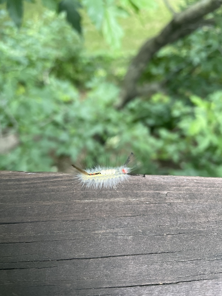 White-marked Tussock Moth from Ellington Trail, Farmington, MN, US on ...