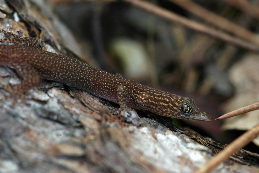 Ashy Gecko (Lagartos y Salamandras de Cuba) · iNaturalist