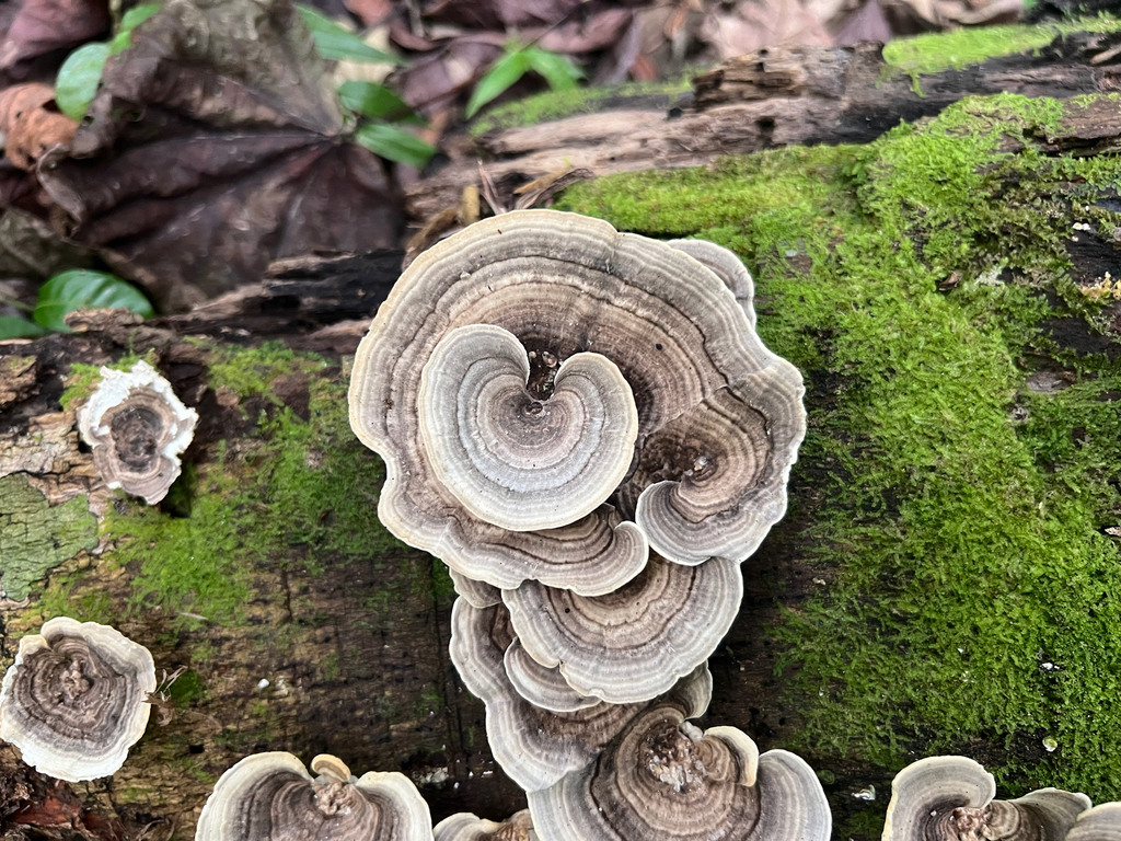 Trametes menziesii from Isabela, PR, US on July 2, 2025 at 12:26 PM by ...