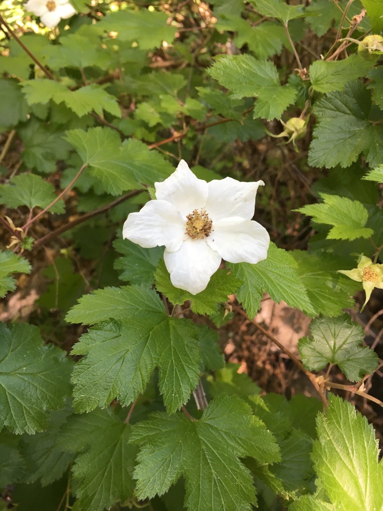 New Mexico raspberry from Catron County, NM, USA on May 17, 2017 at 07: ...