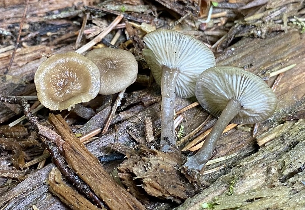 Hydropus marginellus from Snow Bank Mountain Rd, Cascade, ID, US on ...
