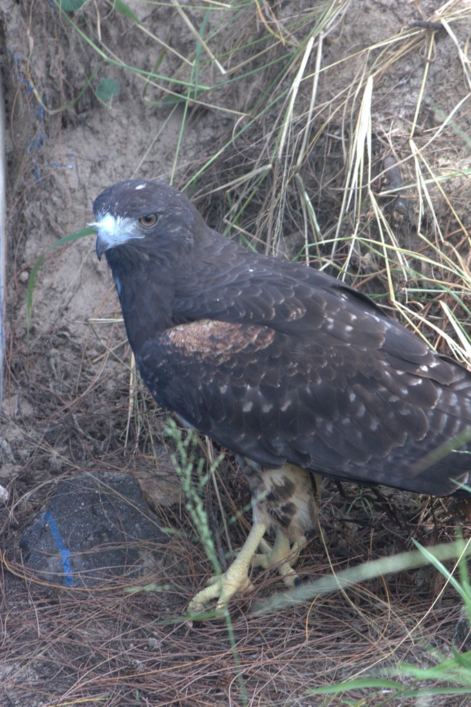 Harris's Hawk from Playa Miramar, 89540 Cd Madero, Tamps., México on ...