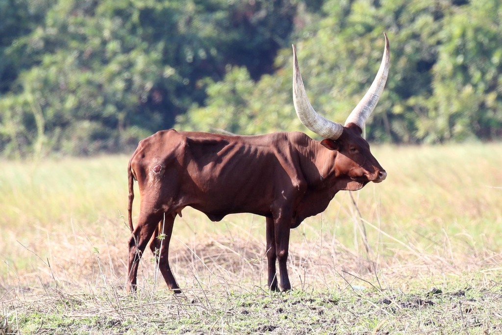 Taurine × Indicine Cattle (Bos indicus × taurus) - Know Your Mammals