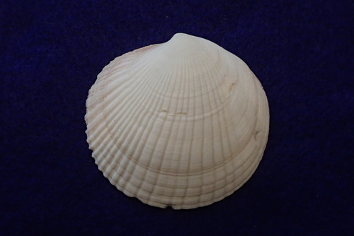 Codakia punctata · iNaturalist United Kingdom