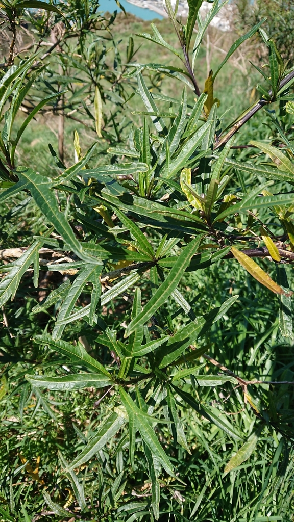 kangaroo-apple from Lyttelton 8082, New Zealand on October 4, 2019 at ...