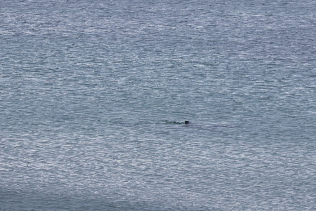 Great White Shark from Auckland islands, Auckland Islands - Motu Maha ...