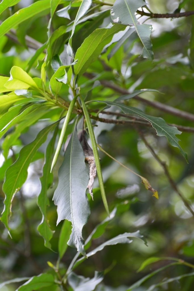 (Alstonia) - Botanical Realm
