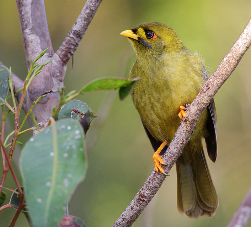 Bell Miner (Birds of Mornington Peninsula) · iNaturalist