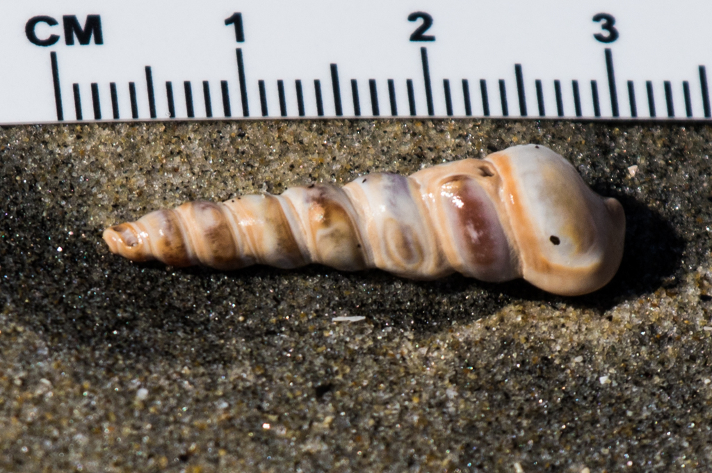 California Horn Snail from Silver Strand SB on October 8, 2016 at 11:10 ...