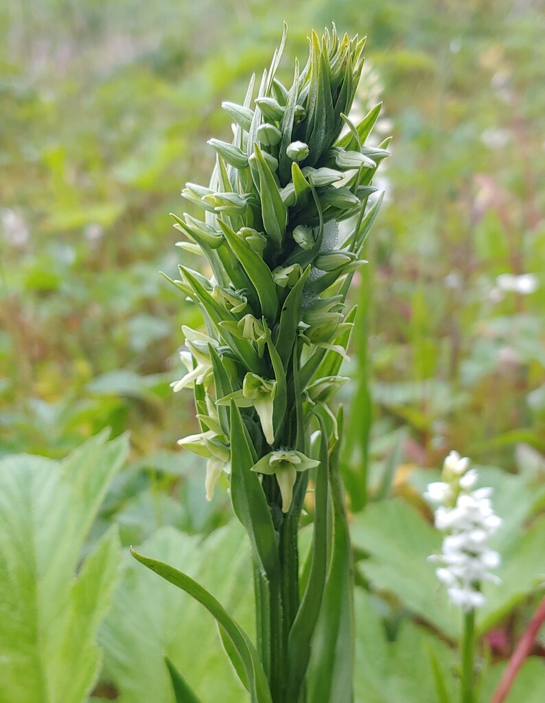 green bog orchid from Gustavus, AK, USA on June 25, 2025 at 08:11 PM by ...
