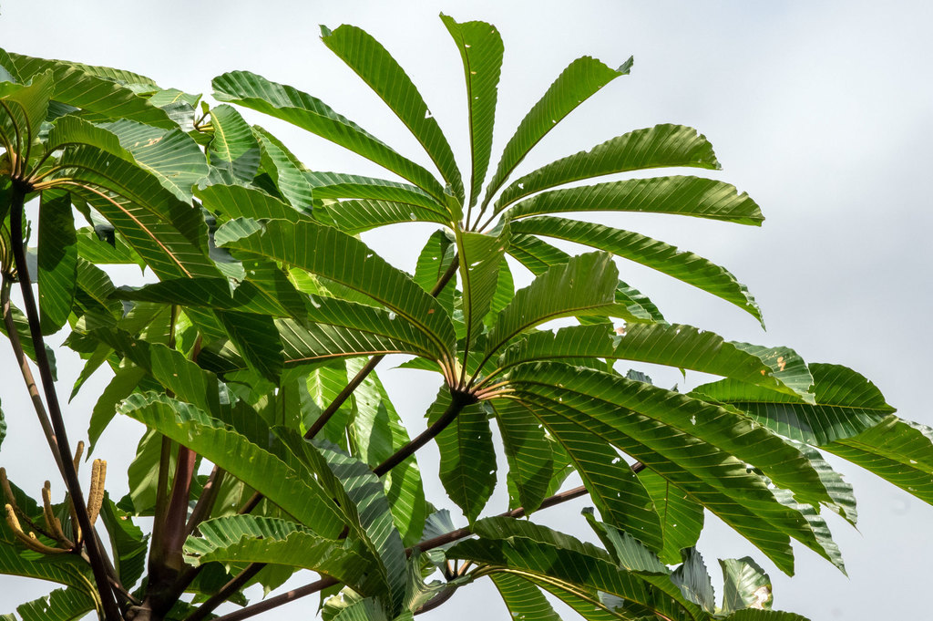 Cecropias (Cecropia) - Botanical Realm