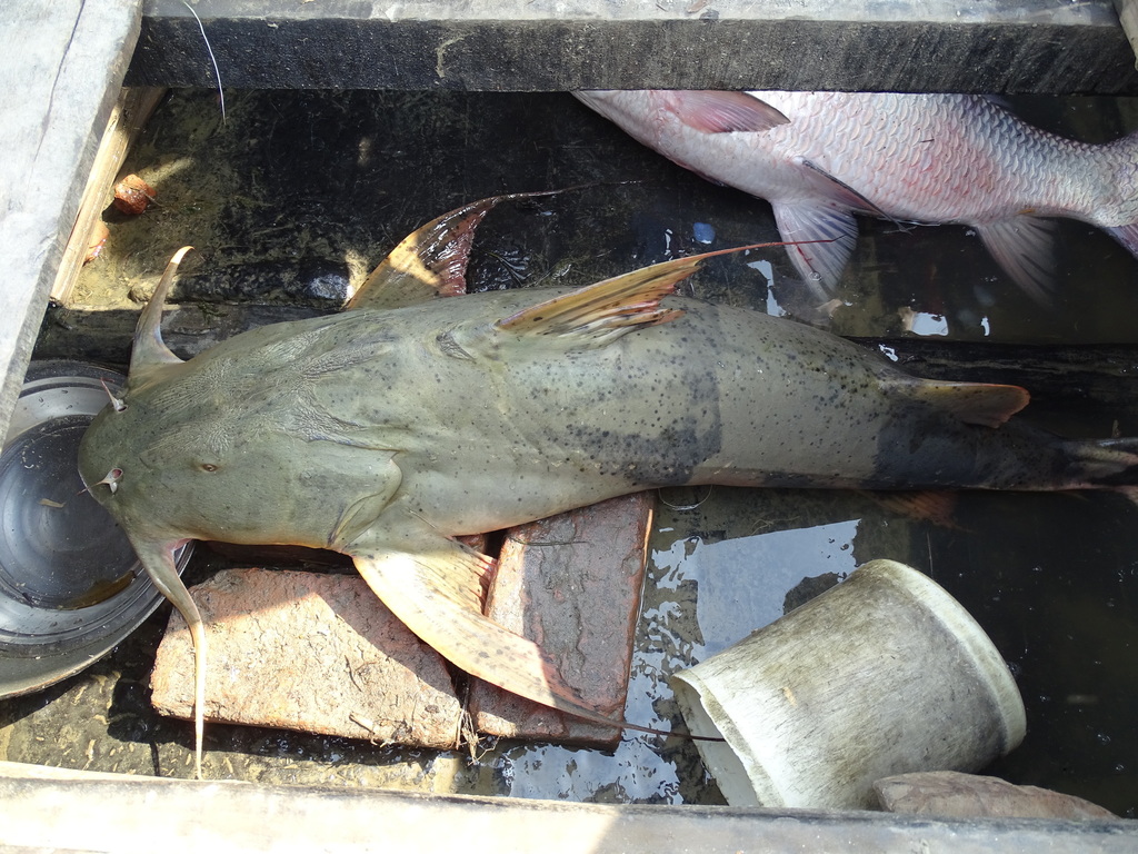 Goonch (Bagarius bagarius) - Marine Life Identification