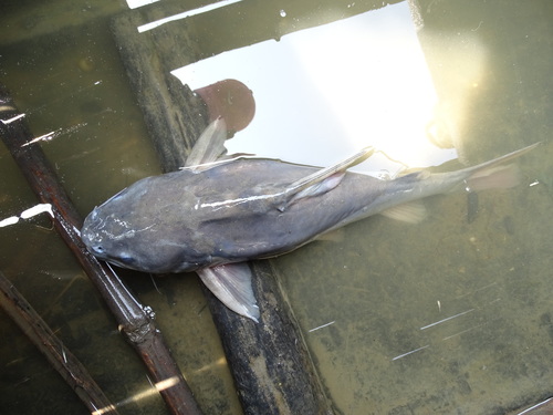 Genus Rita · iNaturalist