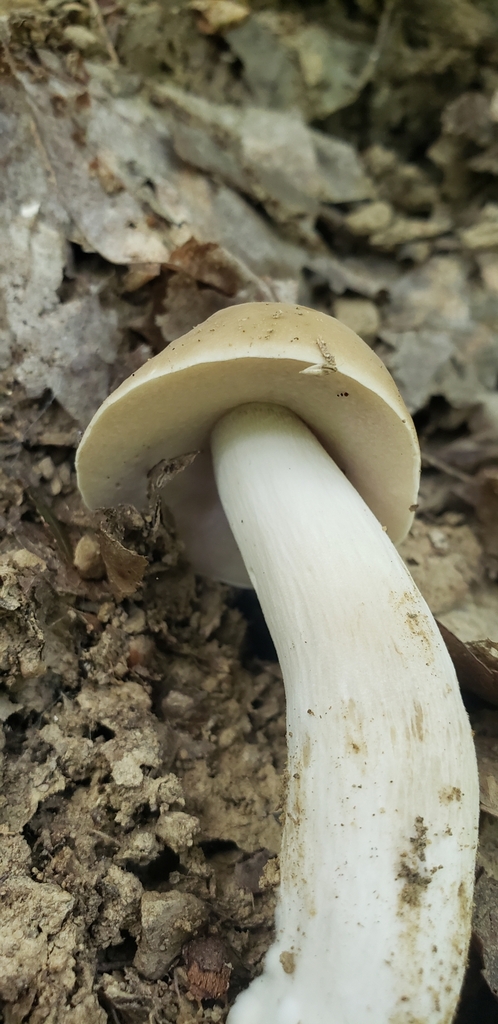 noble bolete from Marion Township, PA, USA on July 15, 2024 at 01:18 PM ...