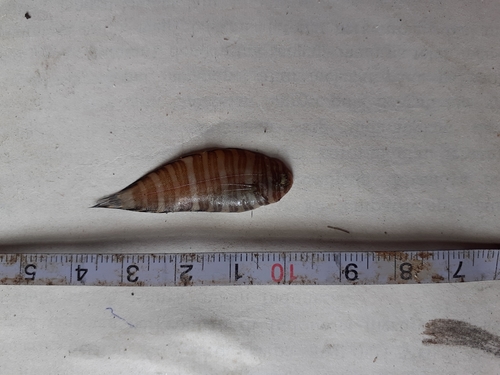 Zebra Sole (Zebrias quagga) · iNaturalist