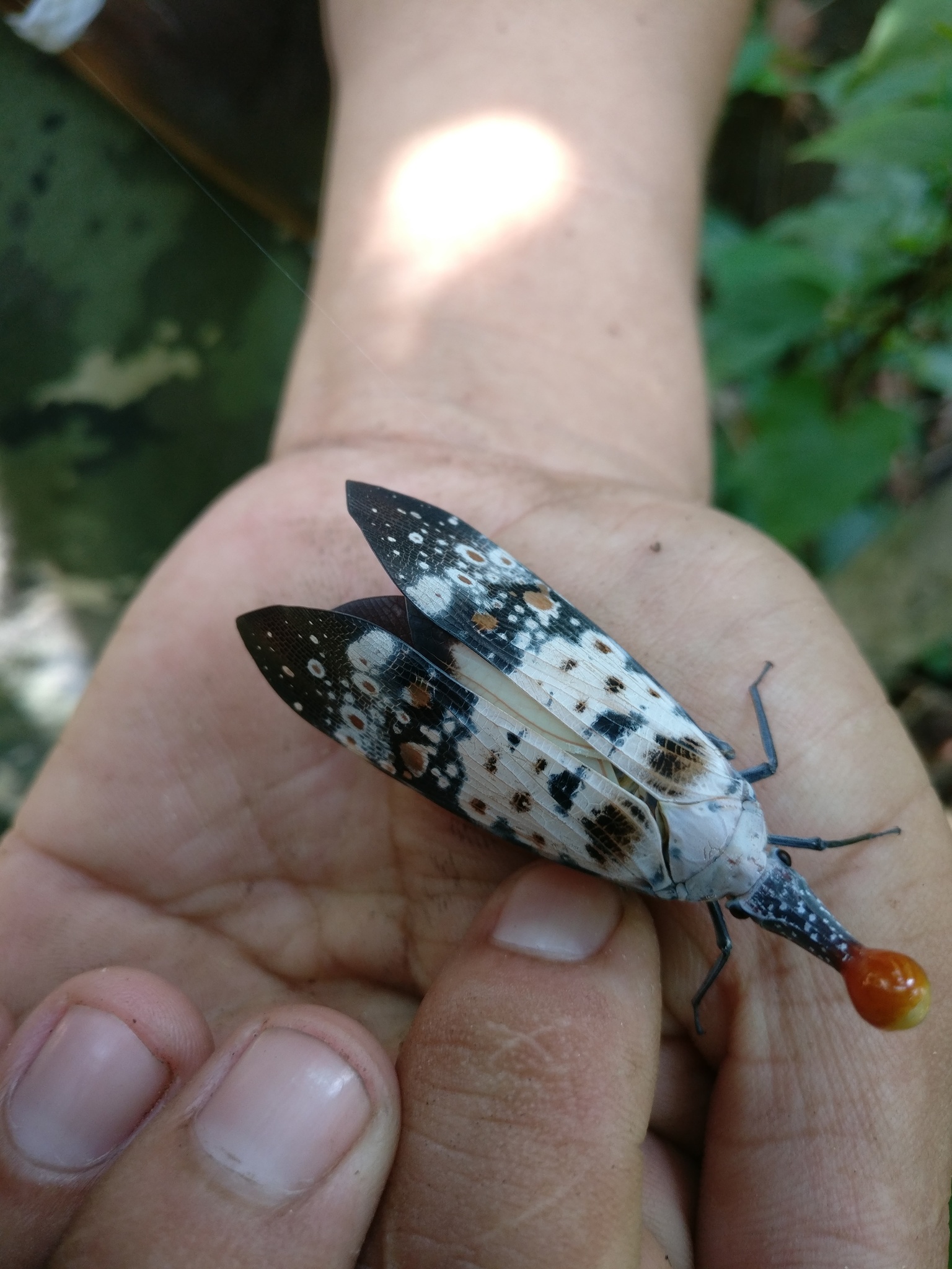 Pyrops clavatus (Westwood, 1839)