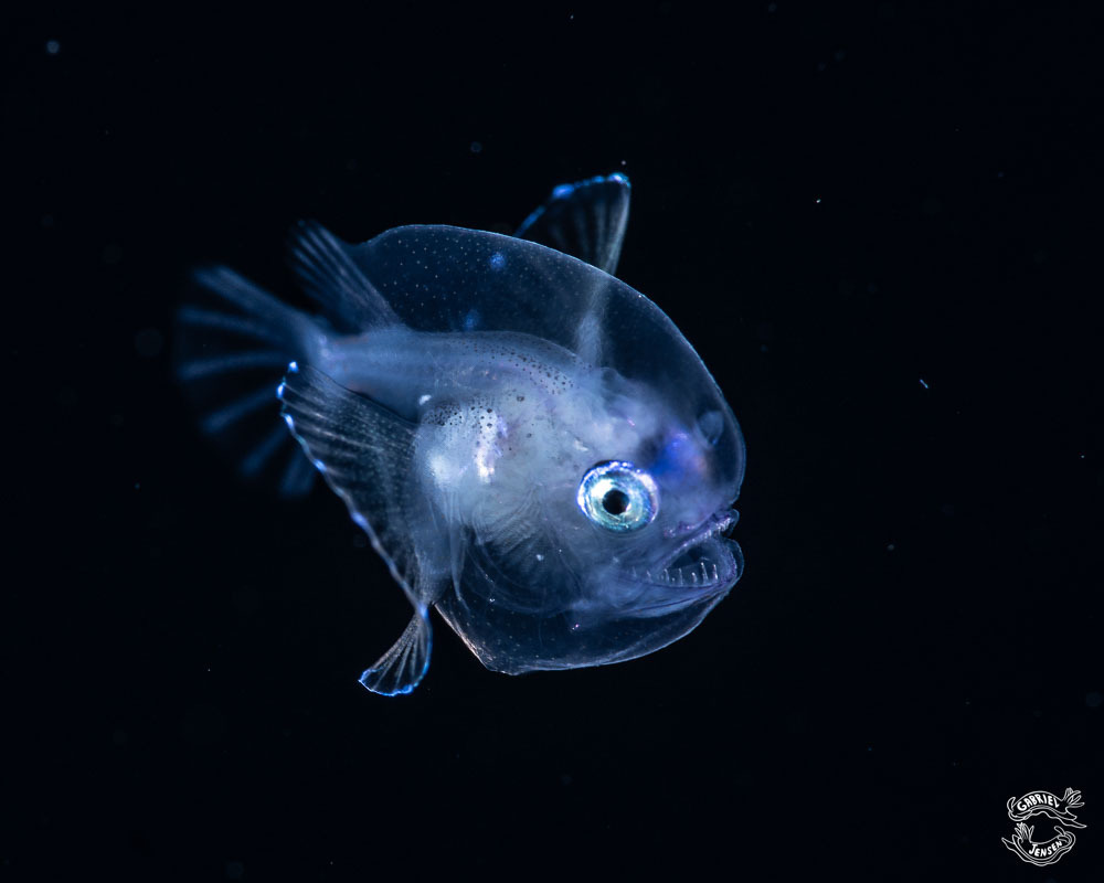 (Gigantactis macronema) - Marine Life Identification