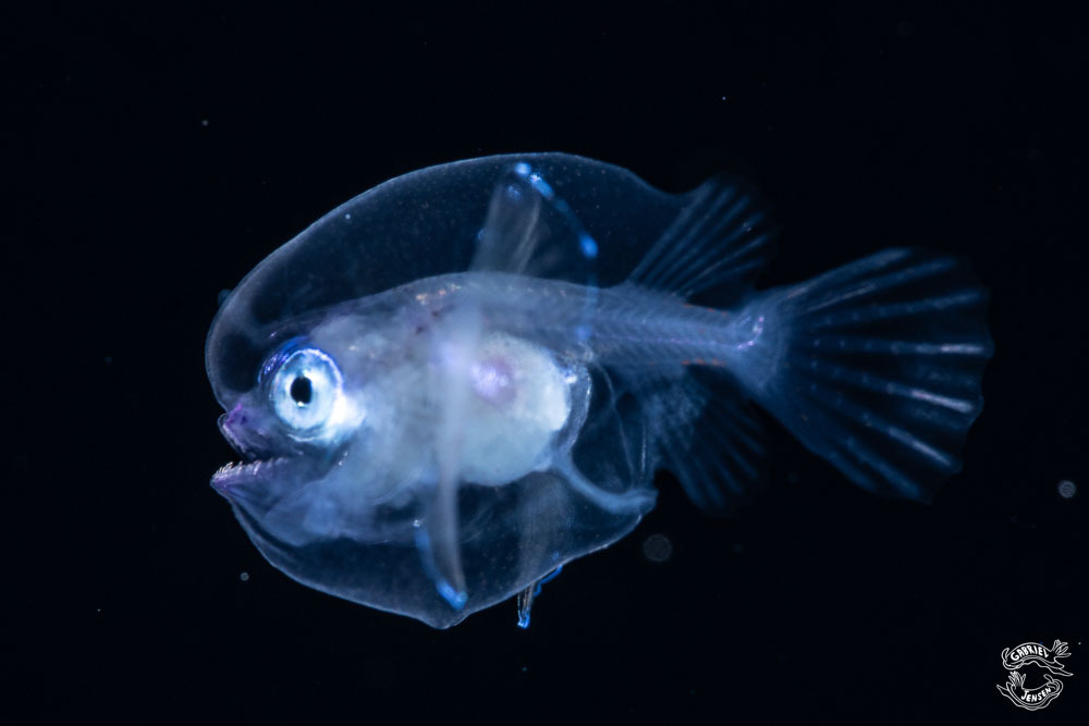 (Gigantactis macronema) - Marine Life Identification