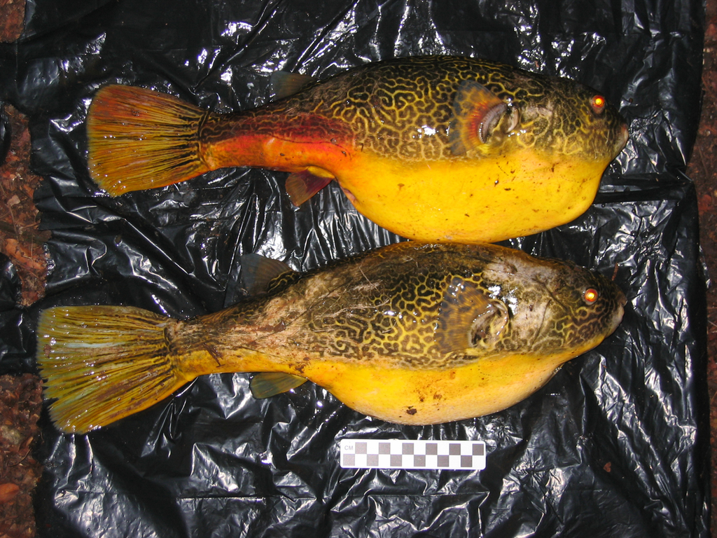 Mbu Puffer from Kigoma, Tanzania on September 8, 2004 at 09:21 PM by ...