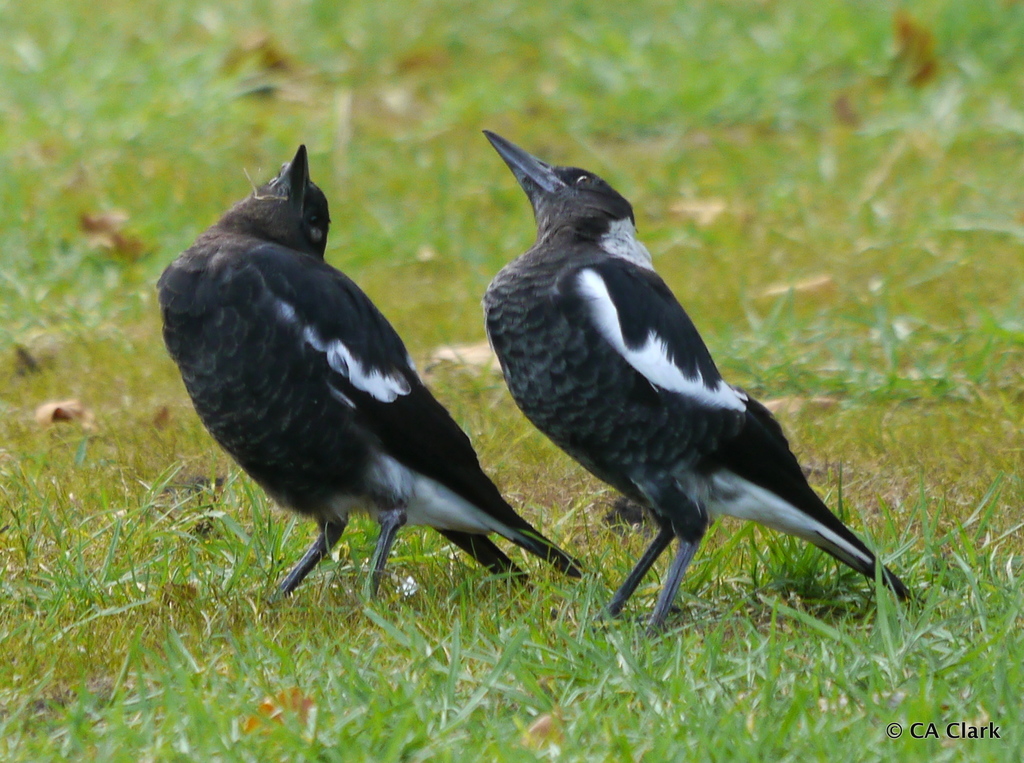 Woodswallows, Butcherbirds, Currawongs, and Peltops (Artamidae) - Avian ...