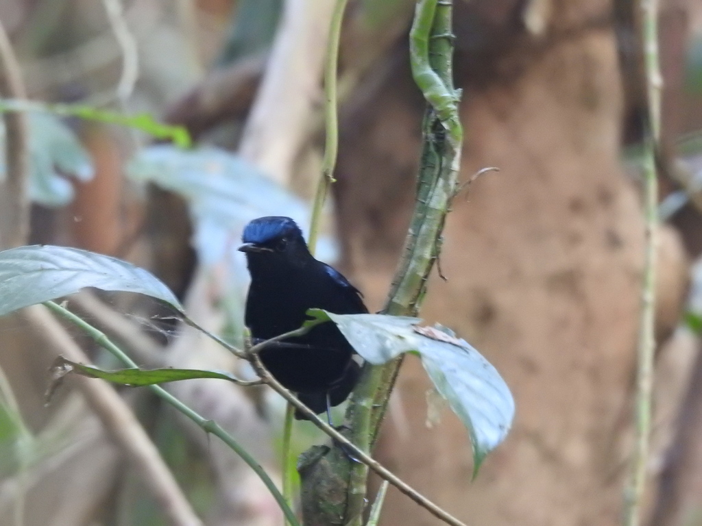 Blue-fronted Robin (Birds of Thailand) · iNaturalist